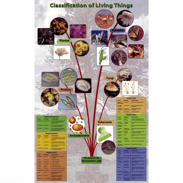Classification of Living Things Poster India, Manufacturers, Suppliers ...